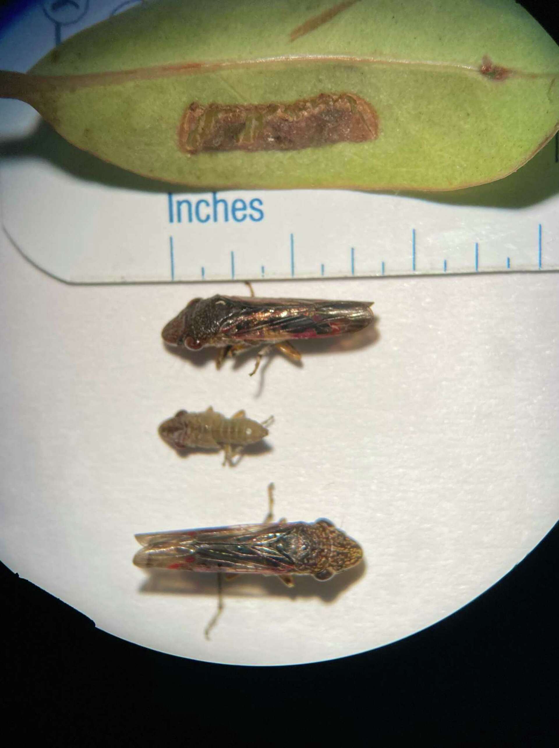 Infestation of glassy-winged sharpshooters making Wine Country nervous