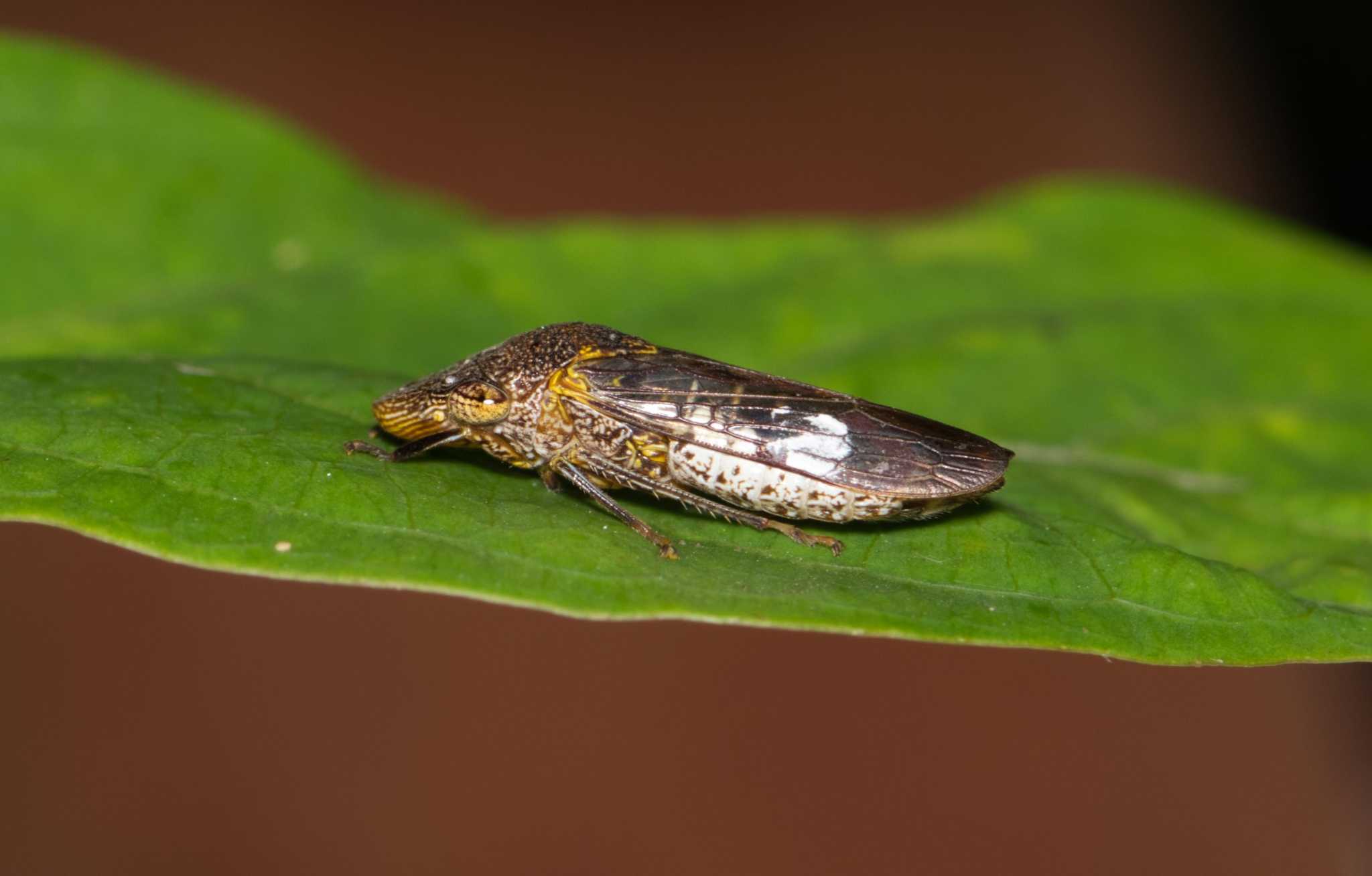 Infestation of glassy-winged sharpshooters making Wine Country nervous
