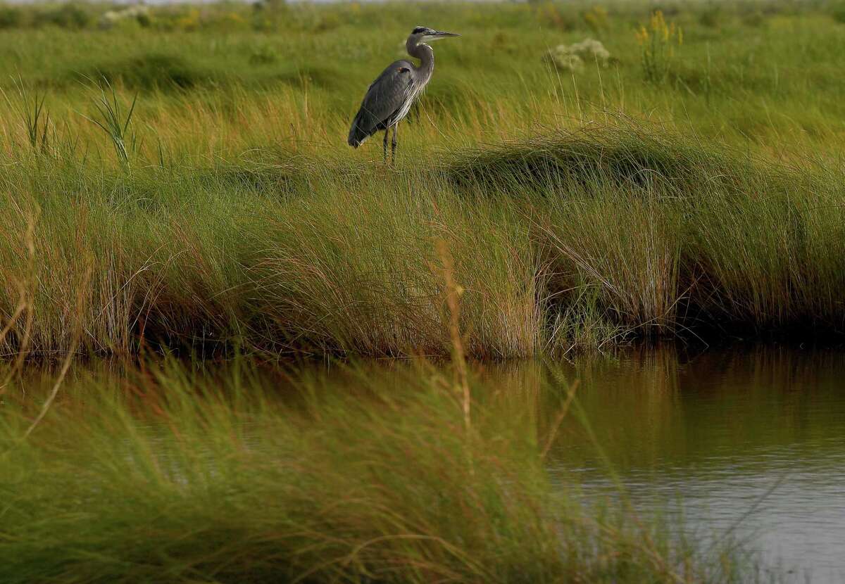 Coastal marshes are for the birds