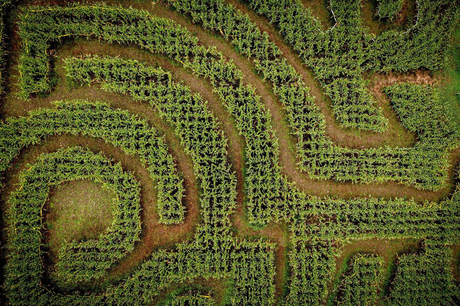 10 corn mazes in Connecticut to explore during the fall
