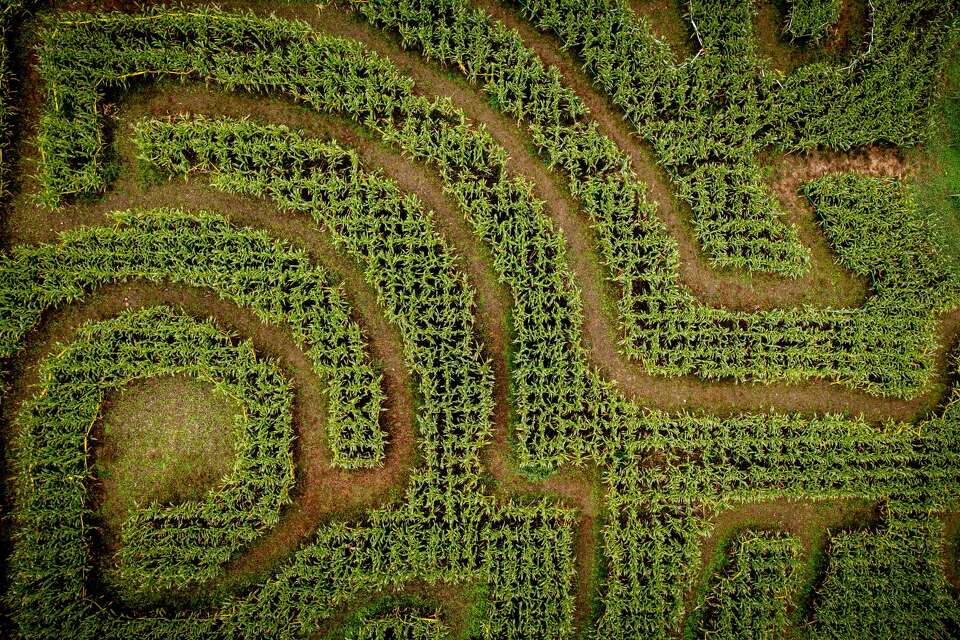 Lyman Orchards shares 2024 corn maze theme, plus other CT maze details