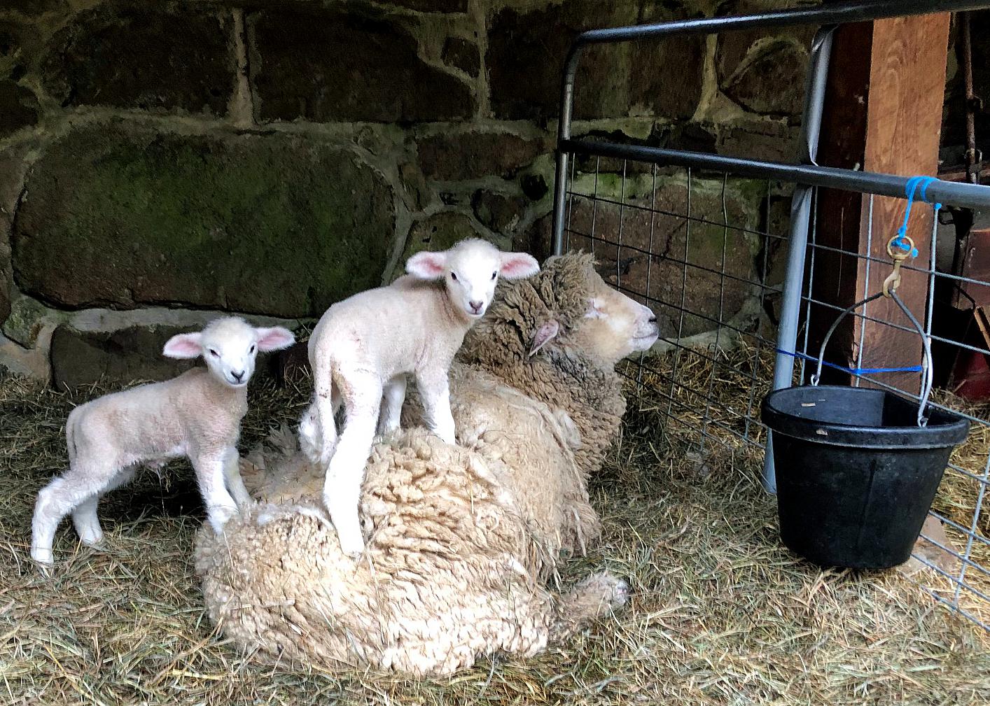 Harvest Day activities return to Dudley Farm Museum in Guilford
