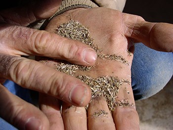 Sowing native seeds will make your yard come alive