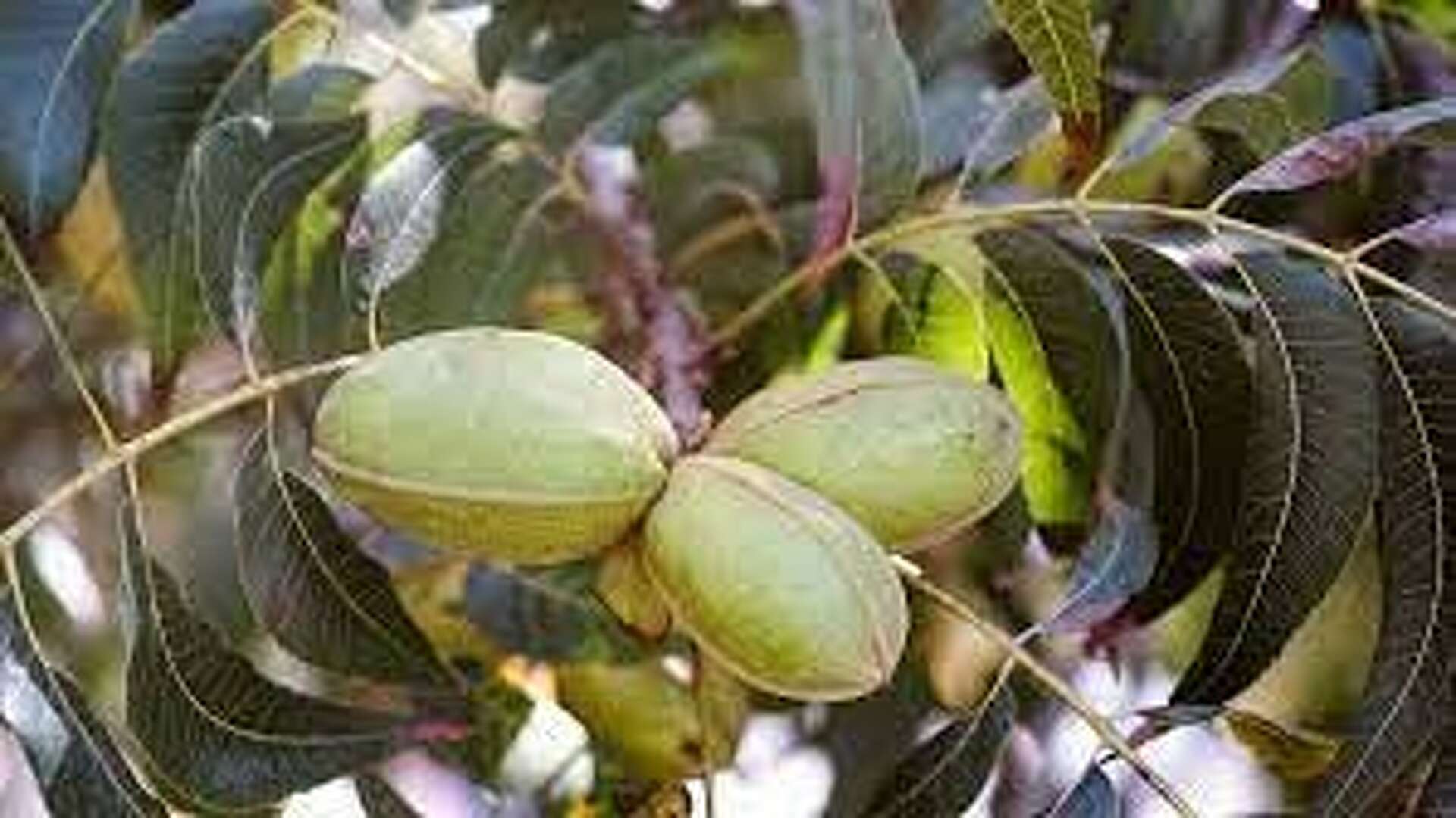 The wind knocked down my green Pecans, now what?