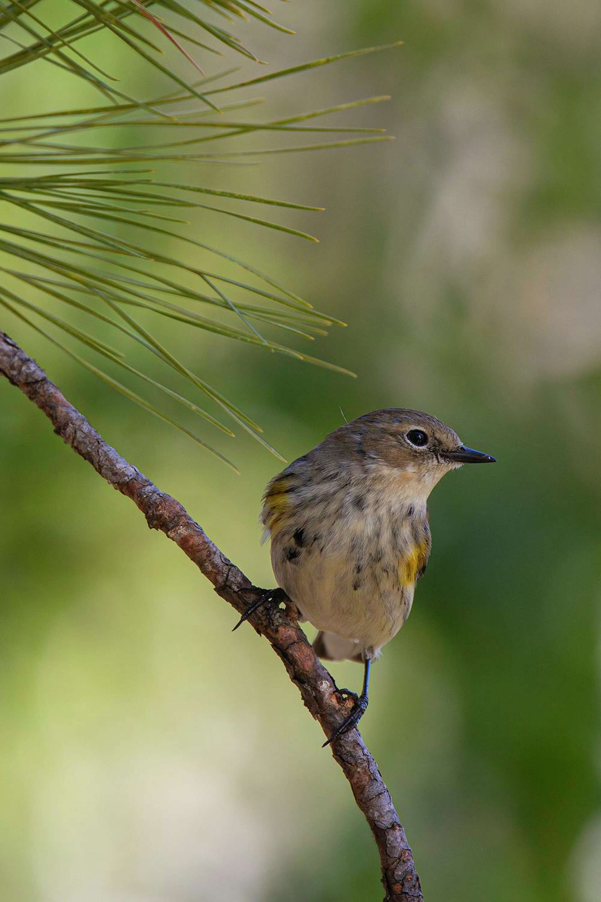 Northern birds arrive in Houston to spend the winter: how to prepare