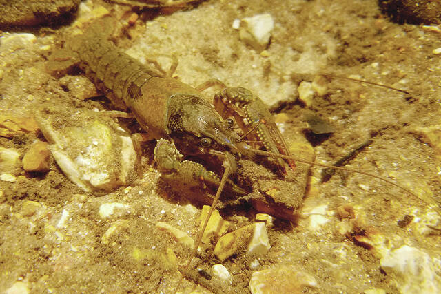 Team discovers invasive-native crayfish hybrids
