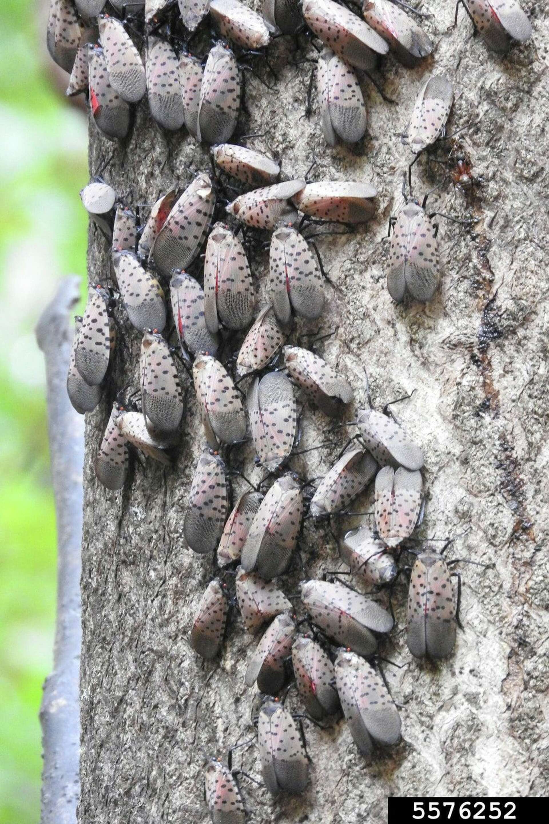 Spotted lanternfly population exploding in Connecticut