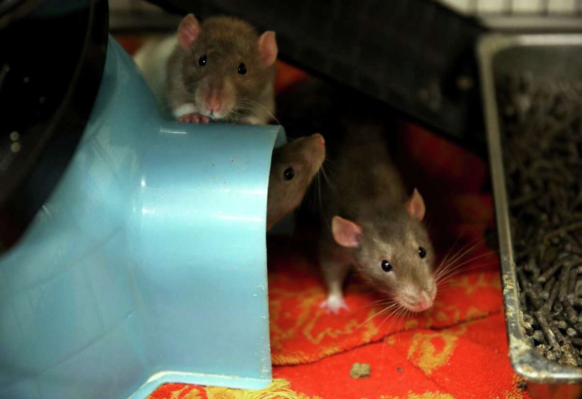 See where S.F. ranks among the most rat-infested U.S. cities