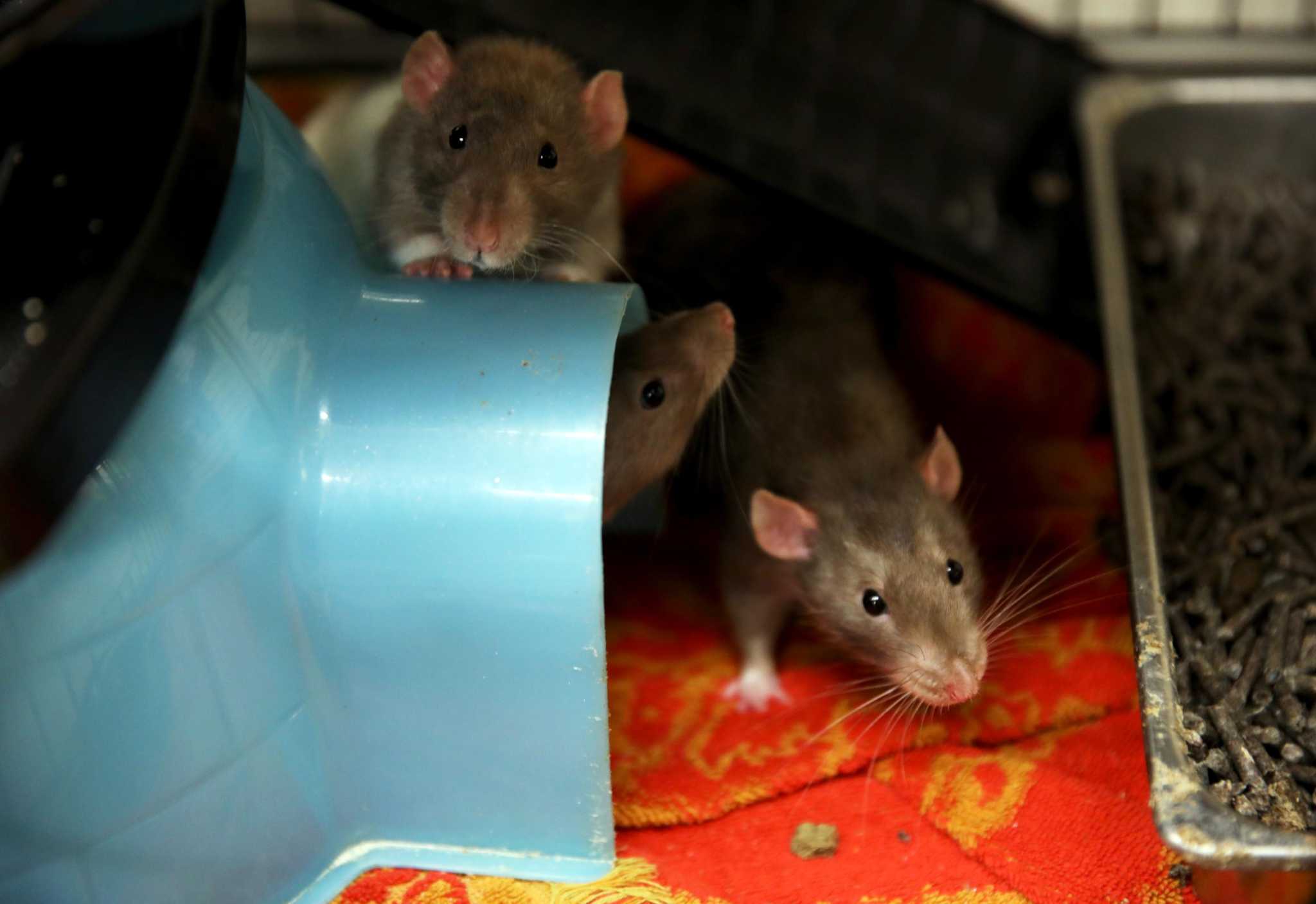 What SF can learn from NYC about rats and how to control them