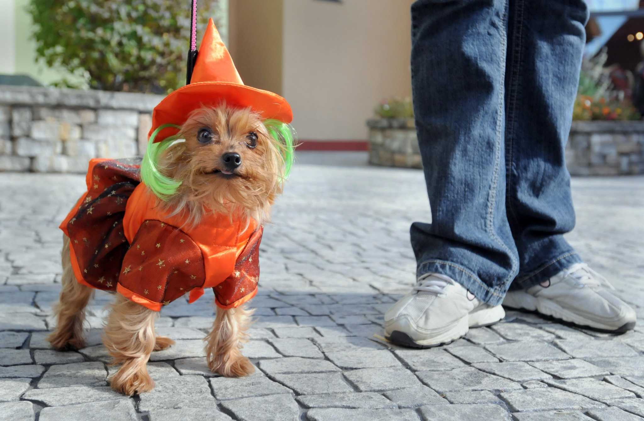 Tips for safely celebrating Halloween with your pets: The do’s and don ...