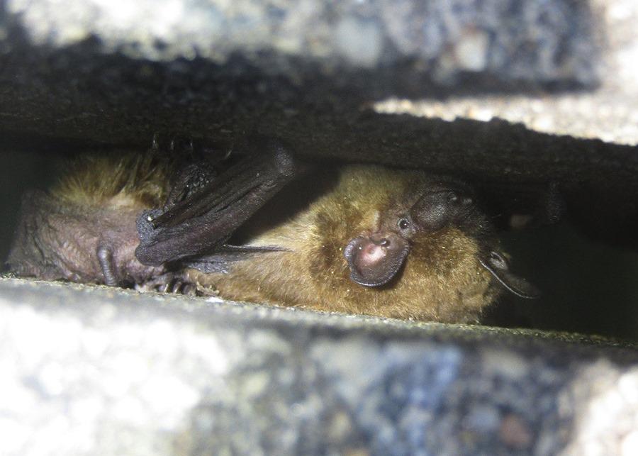 Big brown bat seen most often in CT as white-nose syndrome killing ...