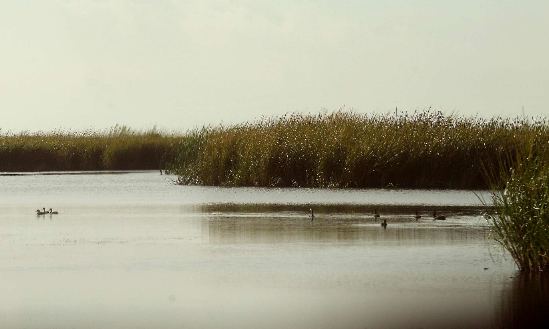 Salt Bayou Marsh restoration prepared for hurricane season
