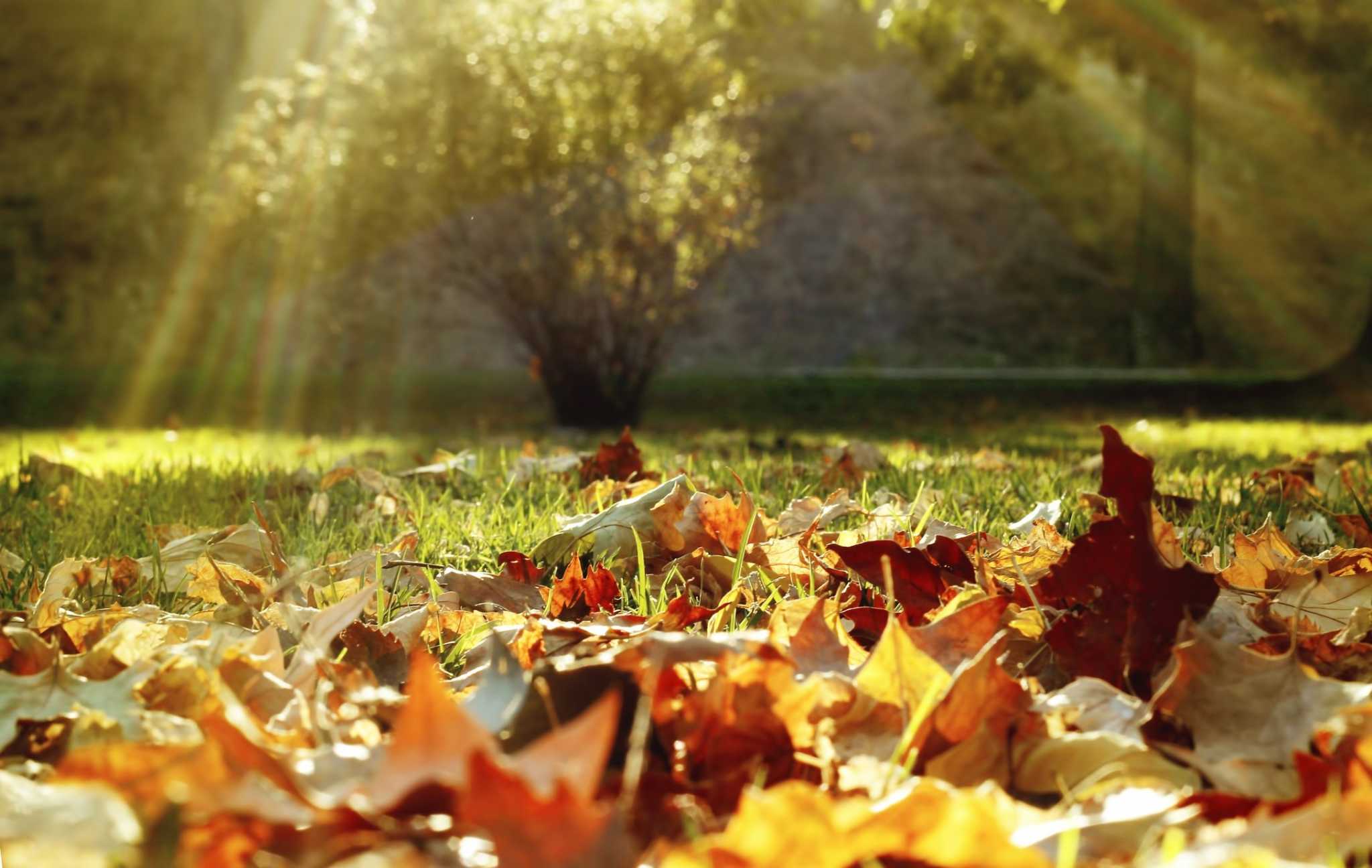 Three easy ways to deal with fall leaves