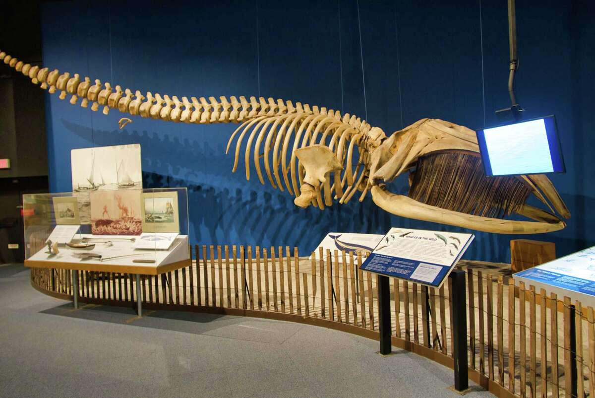 New York State Museum plans to renovate and update exhibits