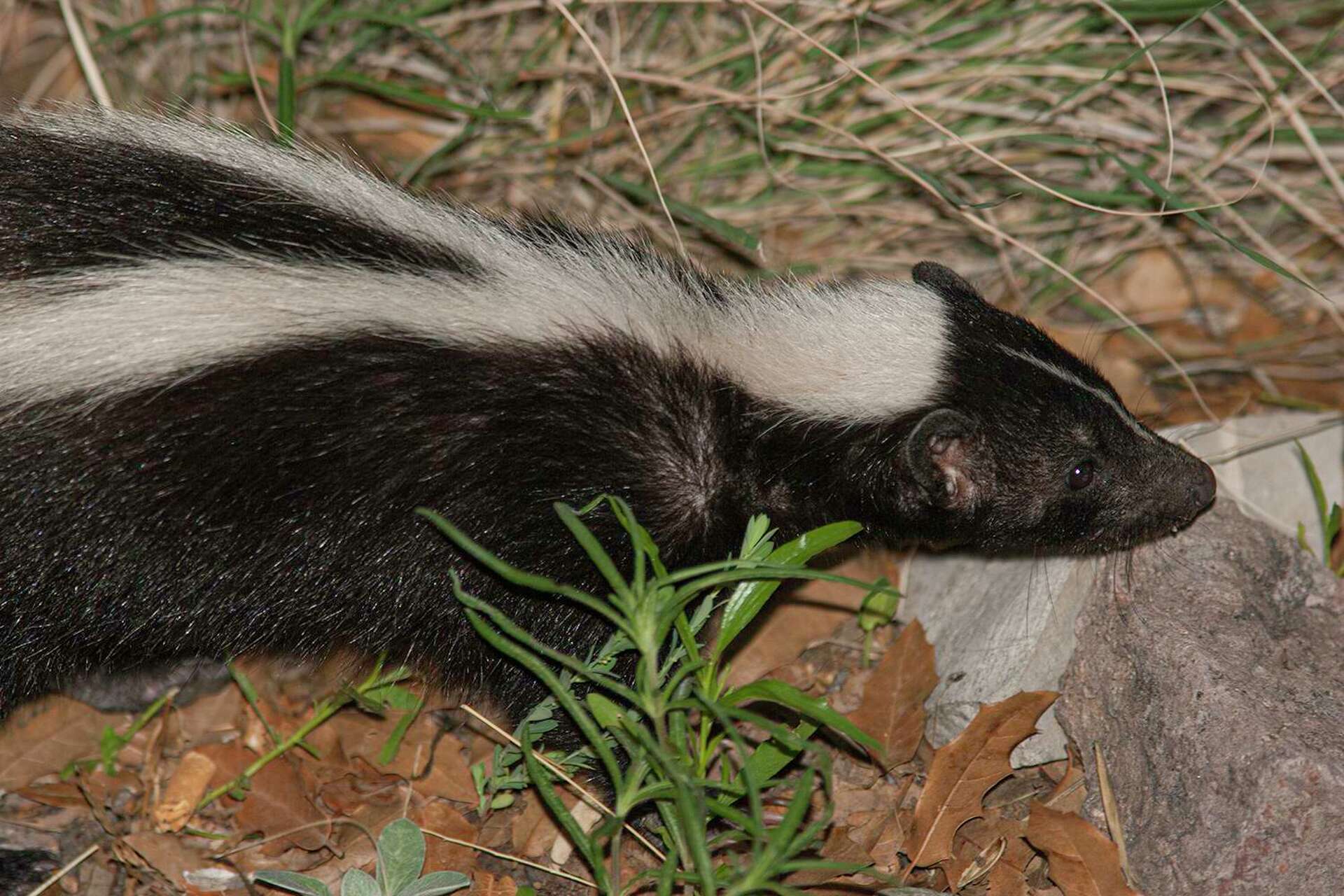 What’s the big stink? Here are facts to know about Houston’s striped skunk