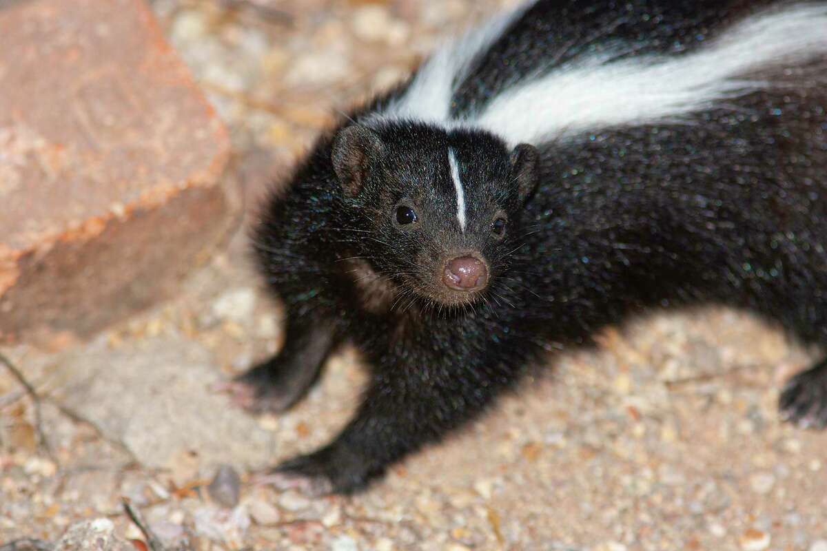 What’s the big stink? Here are facts to know about Houston’s striped skunk