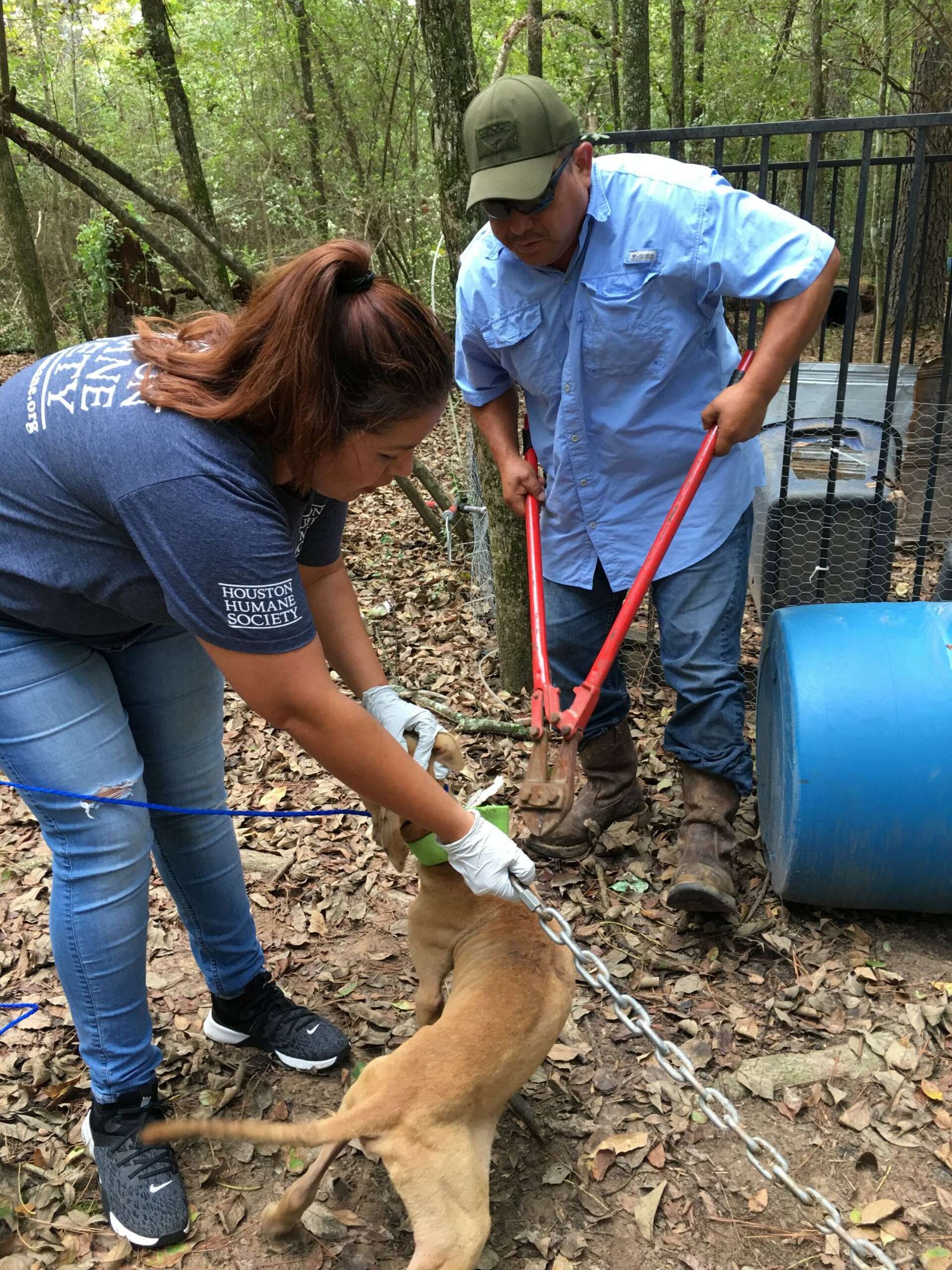 Chaining dogs outside will finally be illegal in Texas as Abbott signs ...