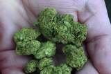 Marijuana