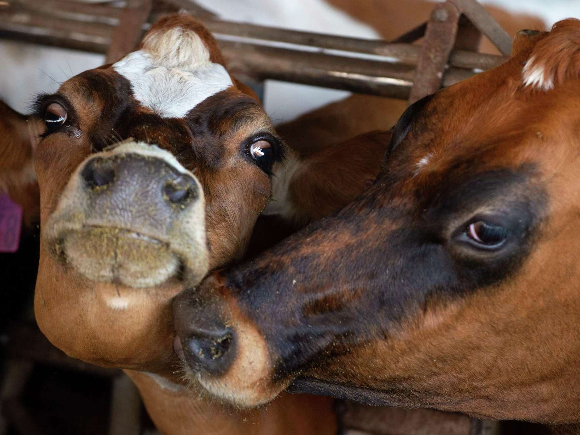 To fight climate change, California approves seaweed that cuts methane ...