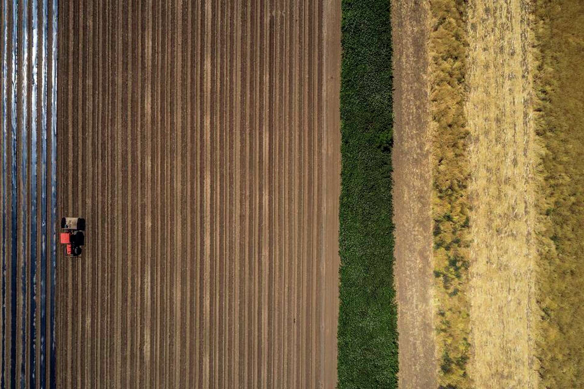 These charts show how California’s top crops are changing