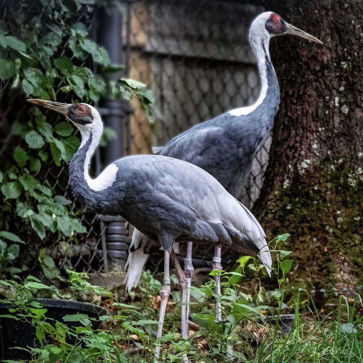 Beardsley Zoo’s white-naped crane to appear on Animal Planet show