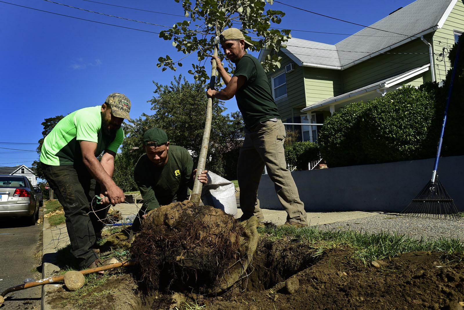 Norwalk plants 222 new trees in spring canopy expansion effort