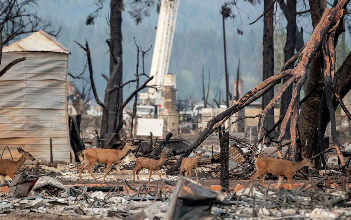 California wildlife likes to go home after wildfires. That might not be ...