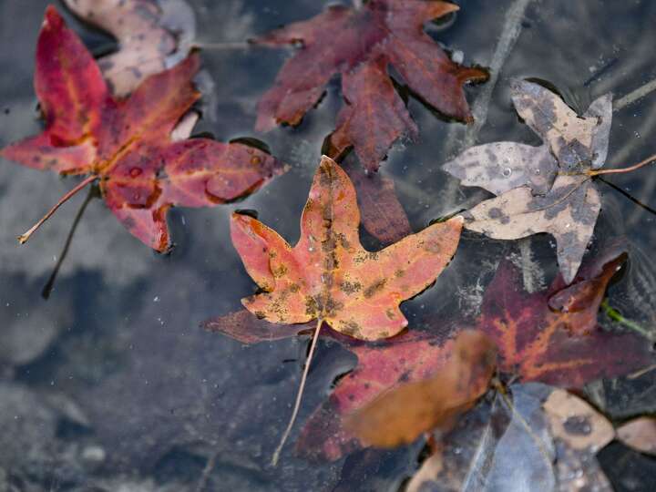 4 things to know before watching the leaves change at Lost Maples