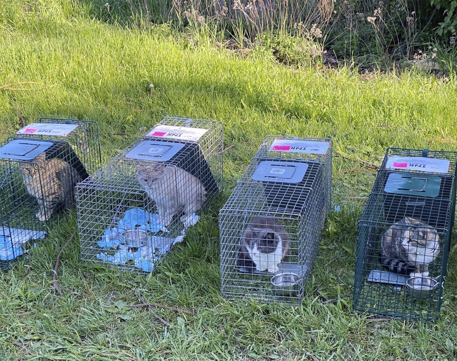 ‘Know how to save 100 cats?'