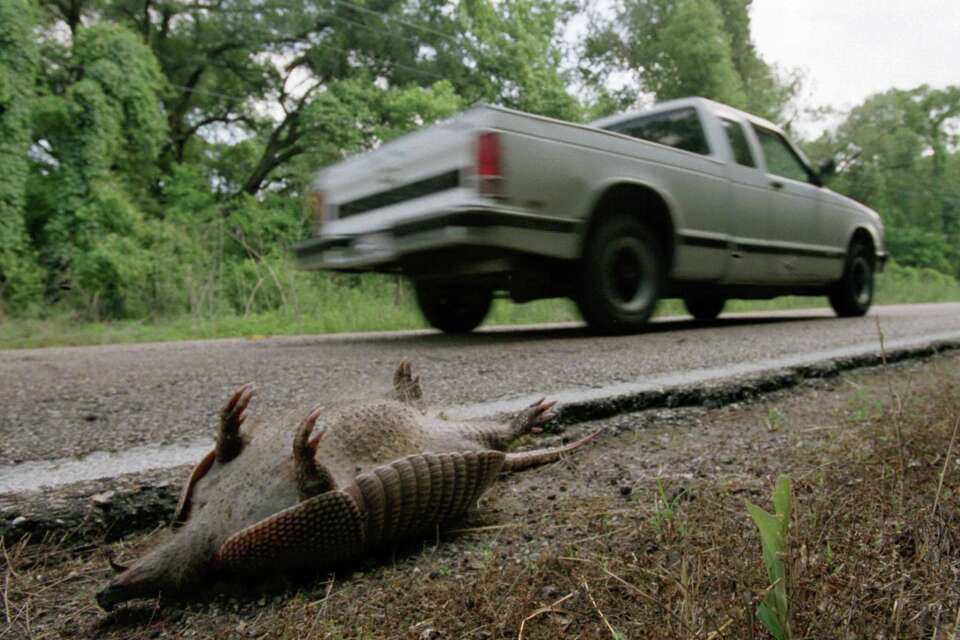 How armadillos became as iconic, controversial as Texas itself