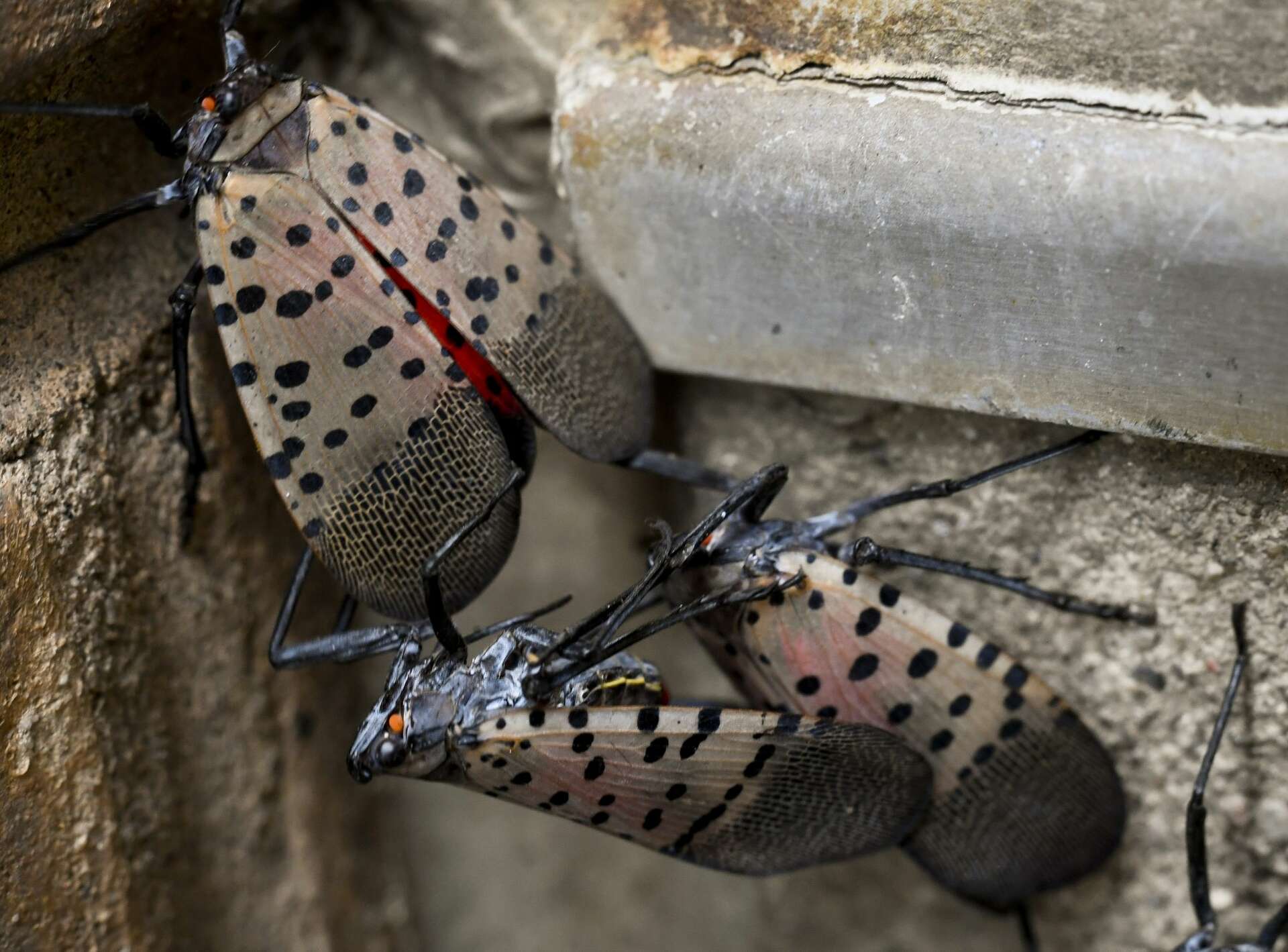 Spotted lanternfly: What to know about CT's latest invasive bug