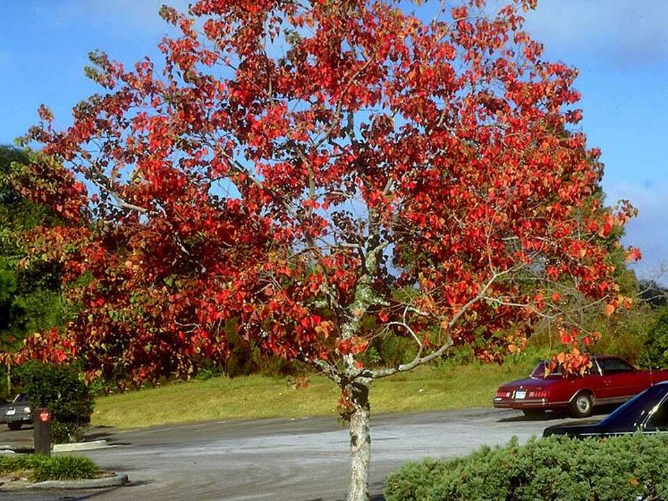 The worst trees to plant in San Antonio yards for shade. The trash tree ...