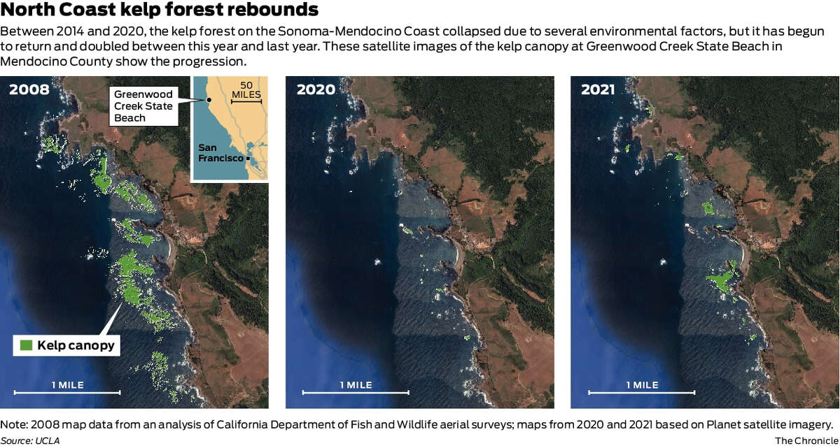 Satellite images show kelp forest has doubled in size on California’s ...