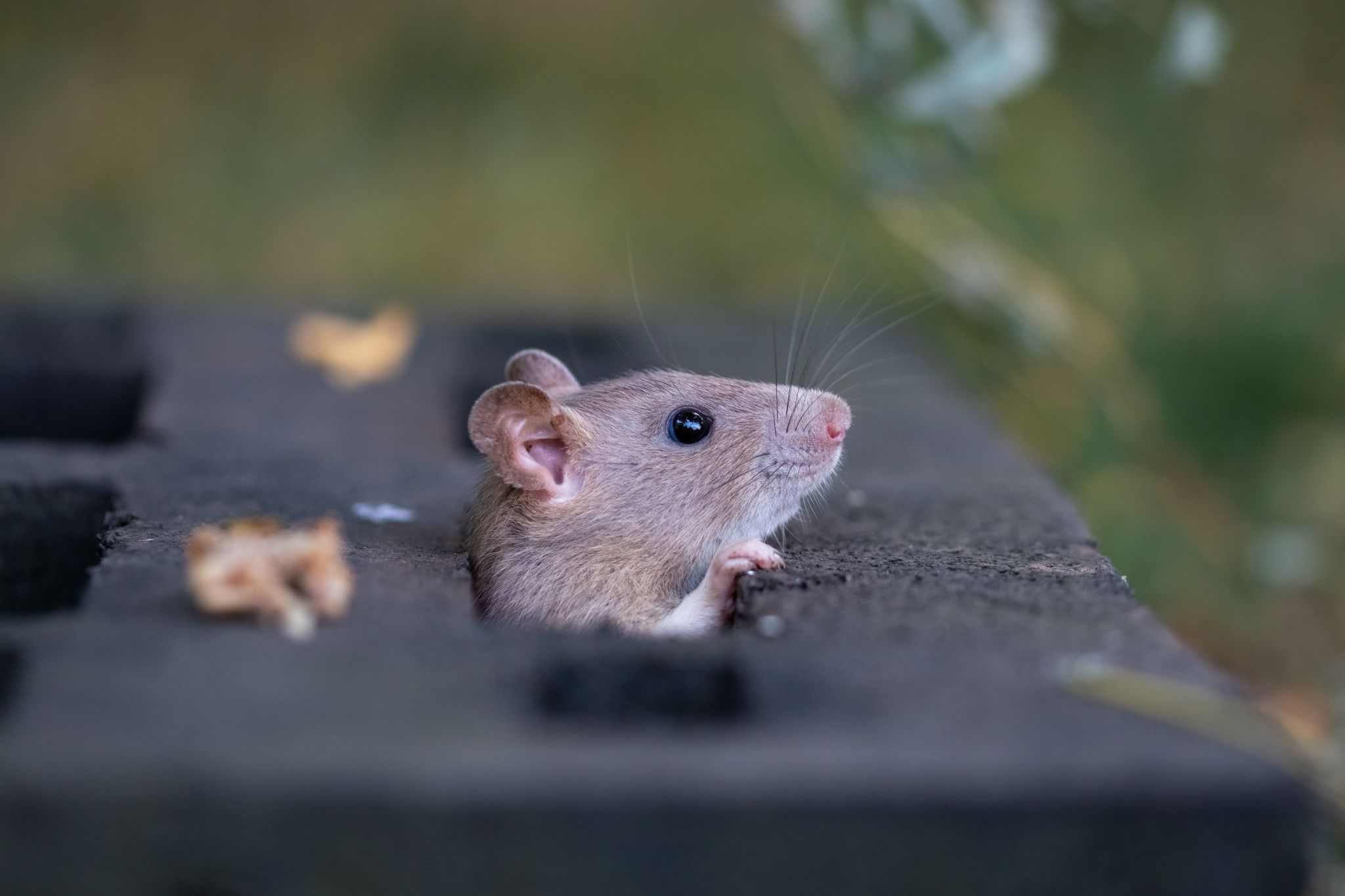 A recent report ranks the 'rattiest cities' in the U.S. and discusses ...