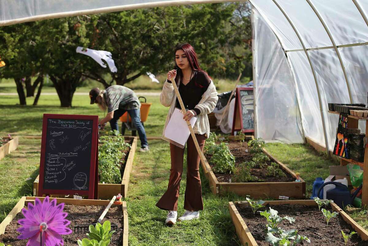 Northeast Lakeview College’s new community garden ‘by students, for ...