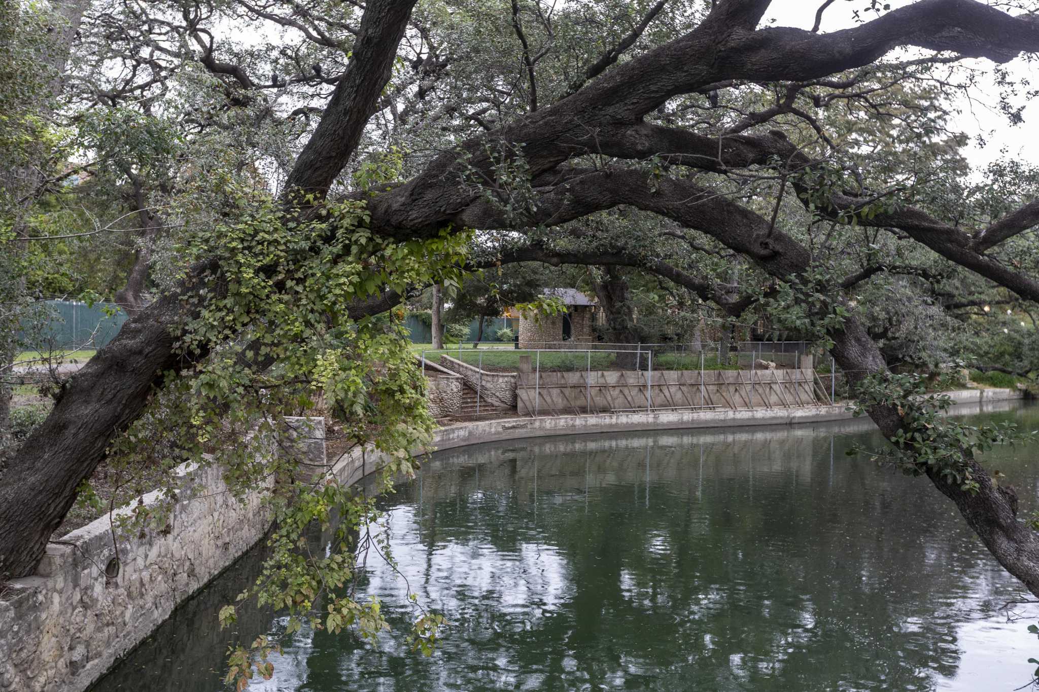 San Antonio residents score small victory in fight over heritage trees ...