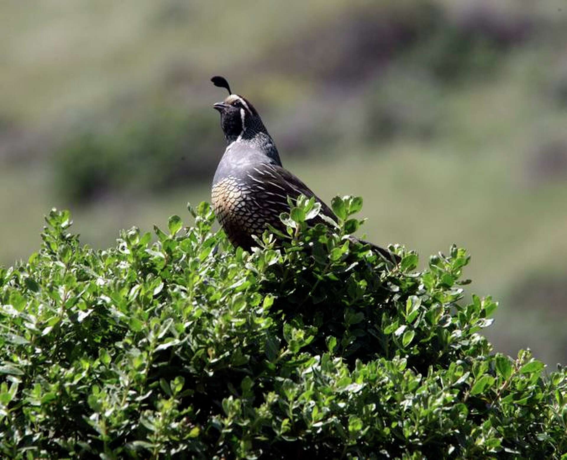 Those wily coyotes may help bring California quail back to San Francisco