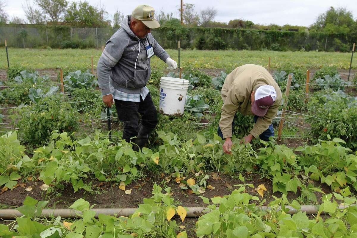 From Goonies to Greenies: Bexar County urban farm is growing on the East Side