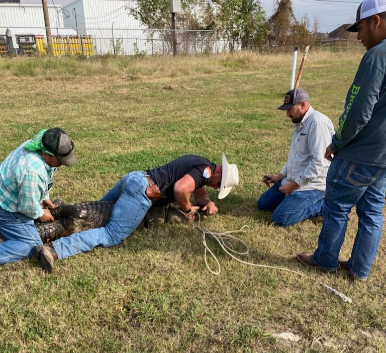 Photos: Sheriff's Office rescues and releases alligator, social media abuzz