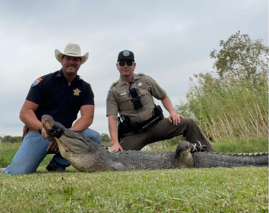 Photos: Texas Sheriff's Office rescues and releases alligator, social ...