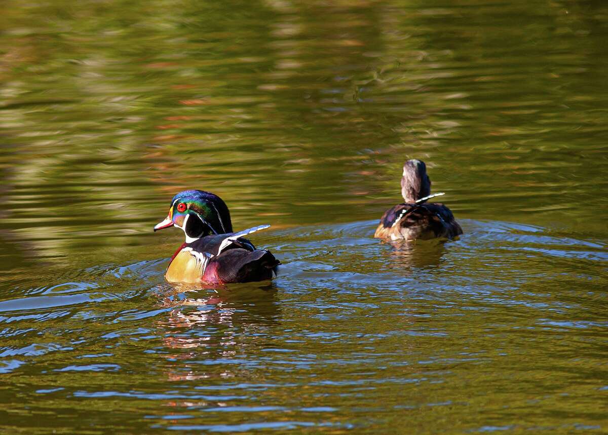 Take a hike through Huntsville State Park for a date with nature