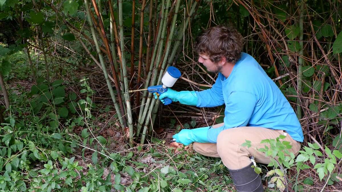 Environmentalist: Learn how to get rid of invasive species