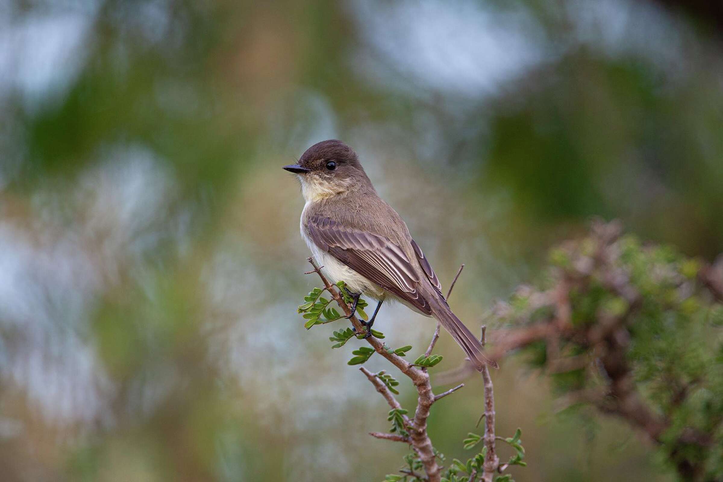 Look for the eastern phoebe as it passes through the Texas region