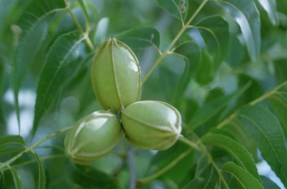 It’s tree-planting time in Texas