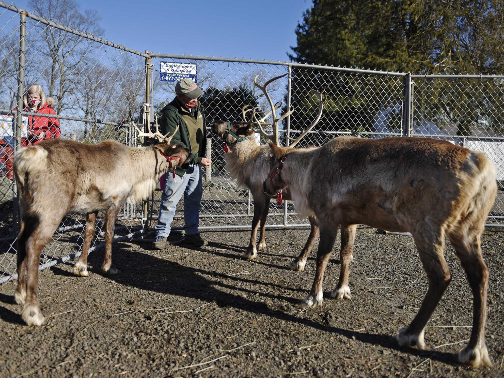Meet Santa and his team: Reindeer Festival transforms Greenwich nursery