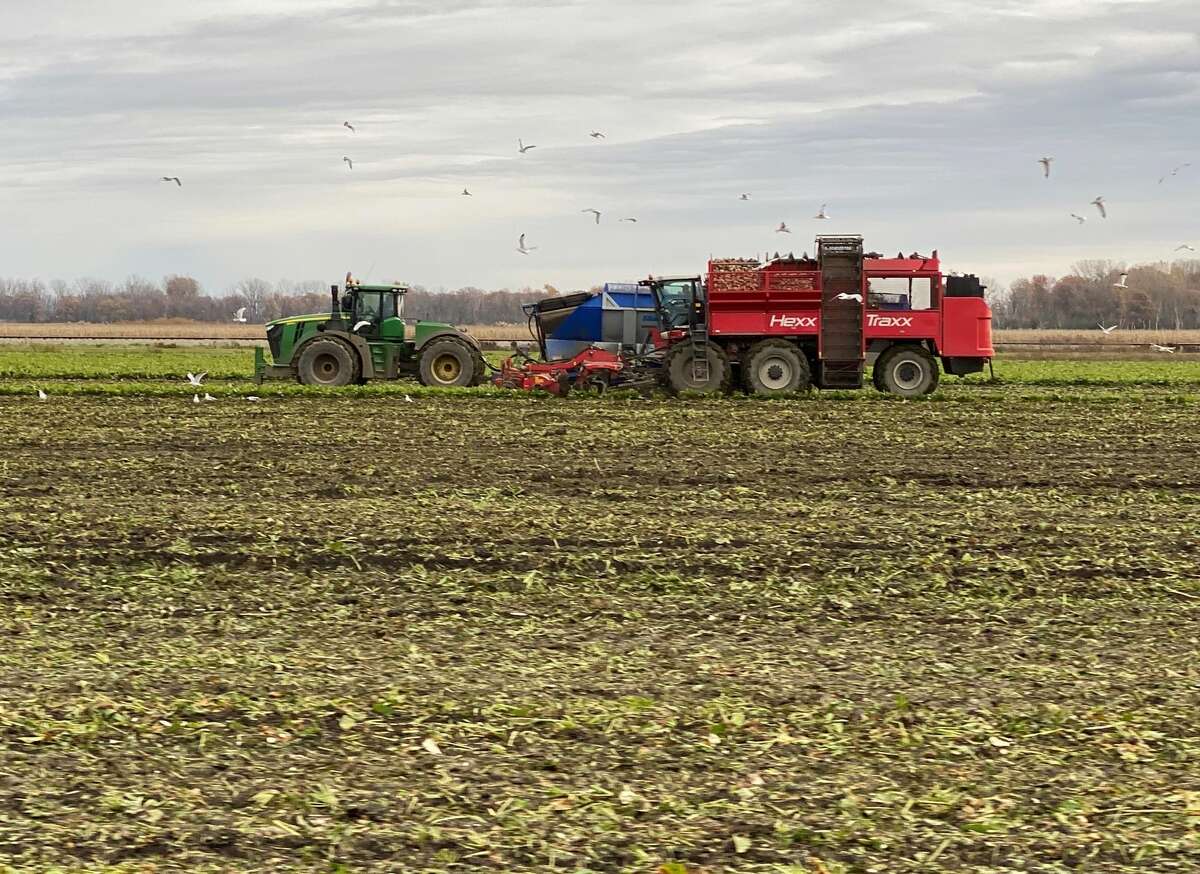 Michigan Sugar's record sugar beet crop continues to grow
