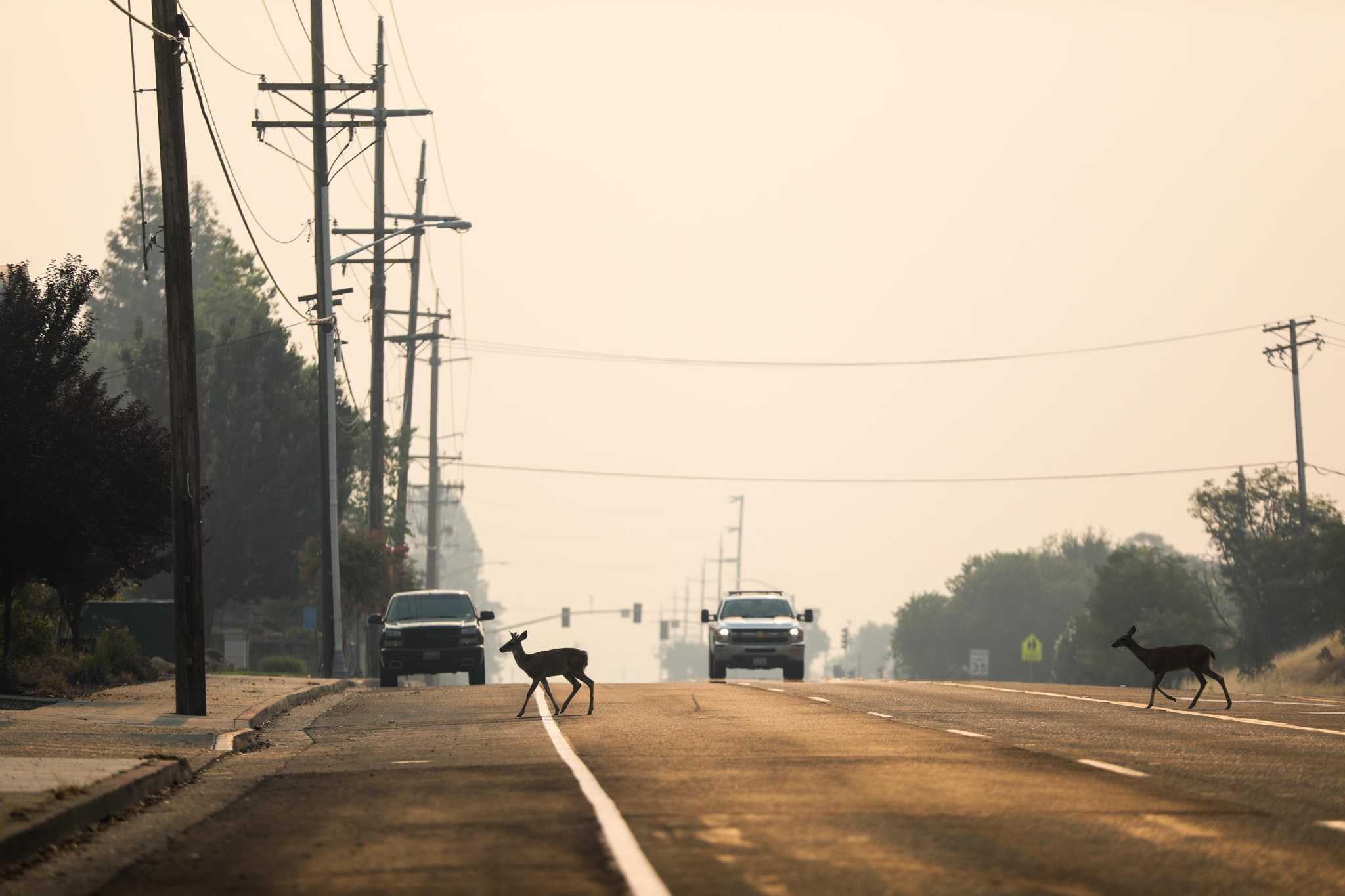 This Bay Area highway sees more roadkill than any other road in the state