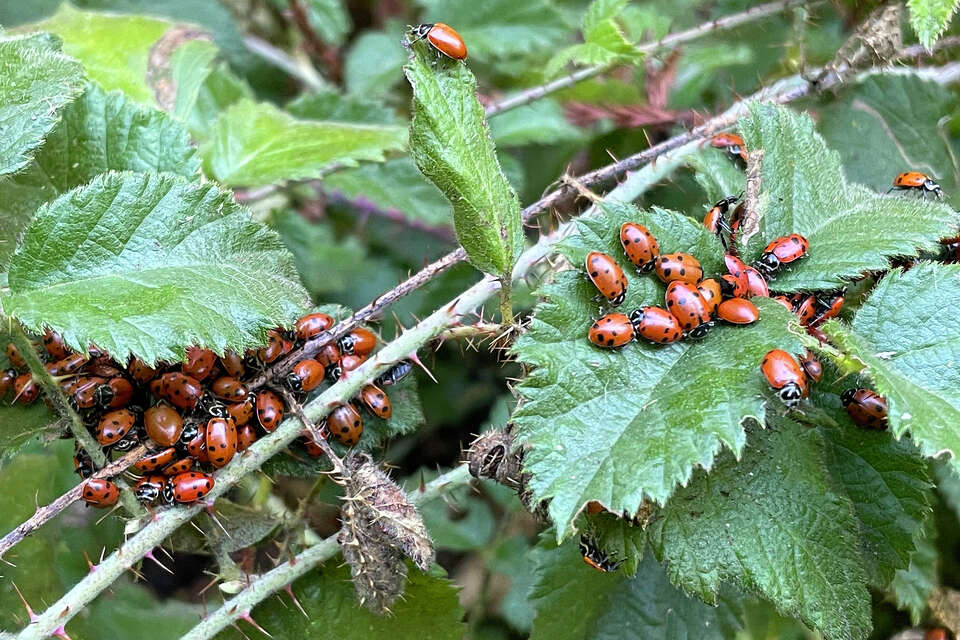 Ladybugs descend on Bay Area park, and it's bizarre and magical