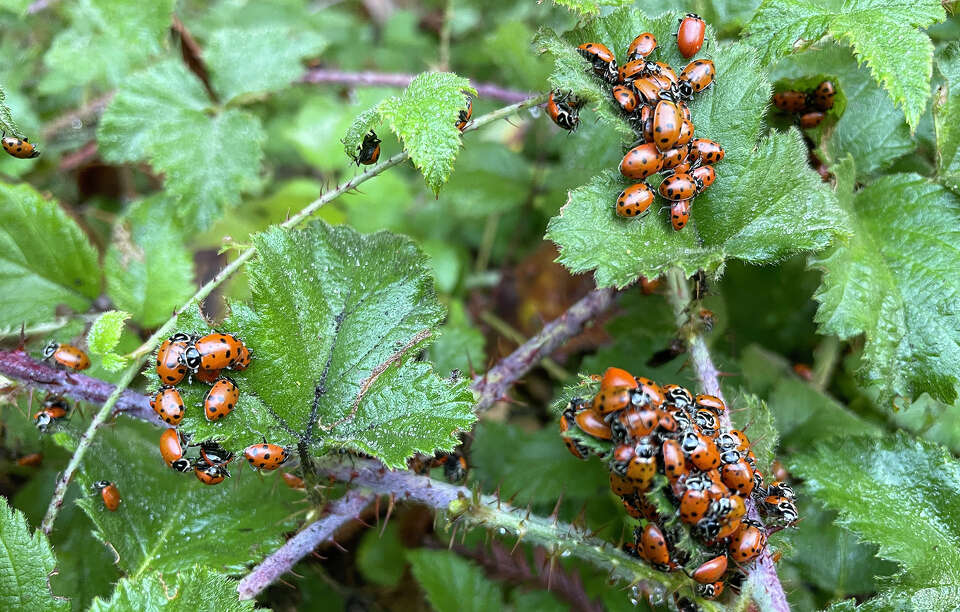 Ladybugs descend on Bay Area park, and it's bizarre and magical
