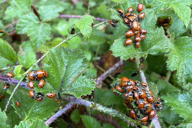 Ladybugs descend on Bay Area park, and it's bizarre and magical